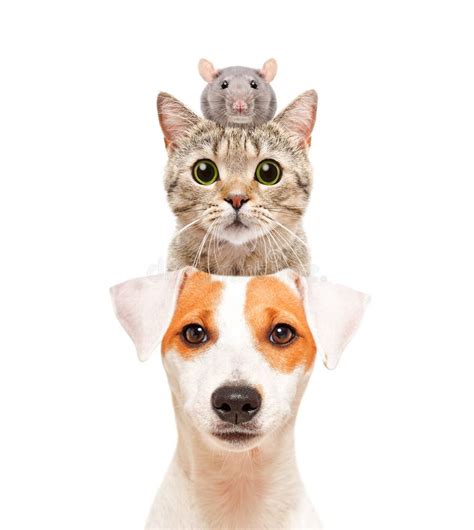 阻挡腿和舔为清洗的一只逗人喜爱的猫的画象在天空中在落叶在秋天森林里 库存照片 图片 包括有 135471634