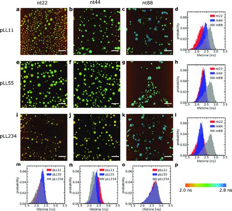 Fluorescence Lifetime Image Microscopy Flim Measurements Of A