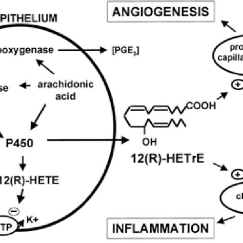 Deamination Of Nepafenac To The Active Compound Amfenac Download