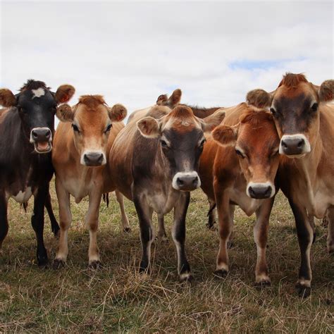 Spontaneous Fractures In First Lactating Cows Franklin Vets
