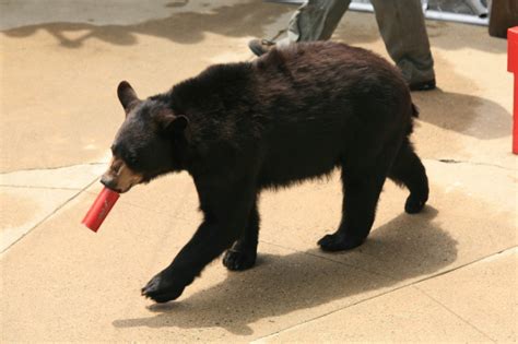 Multi Wildlife Classification Object Detection Dataset By Ai Projects