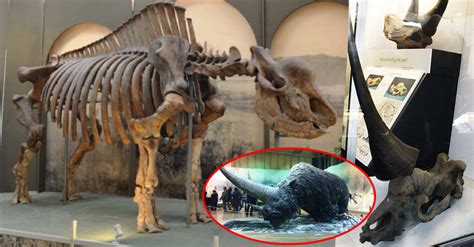 Revealed The Last ‘siberian Unicorn That Lived On Earth Through A