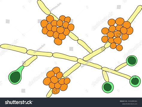 Candida Albicans Yeasts Causative Agent Candidiasis Stock Vector