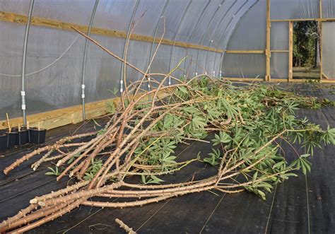 Keeping Cassava Cuttings Through Winter Multiple Methods The