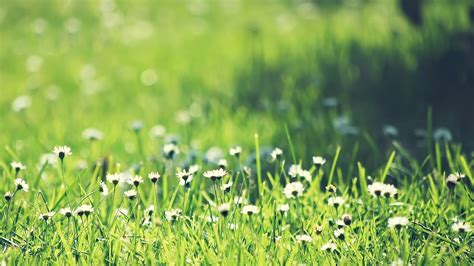 Pasture 1080p 2k 4k Hd Wallpapers Backgrounds Free Download Rare