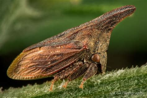 Thorn Mimic Treehopper [explore 8 6 2012] Photography Explore