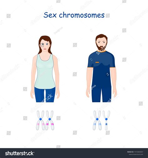 Sex Determination Human Embryo Over 6 Royalty Free Licensable Stock