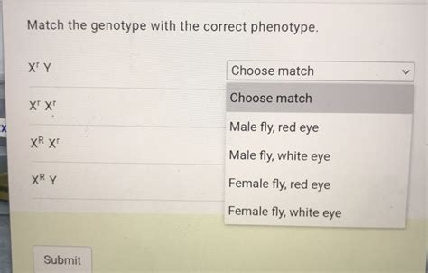 Solved Match The Genotype With The Correct Phenotype Xty