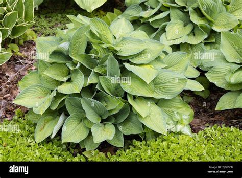 Hosta 'Gold Standard' Stock Photo - Alamy