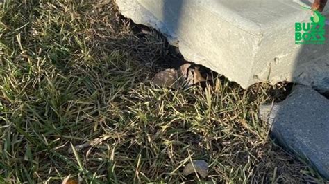 10 Signs You Have Voles In Your Yard And What To Do About It