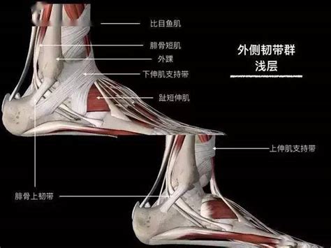 完美 33张踝关节解剖高清图解 手机搜狐网