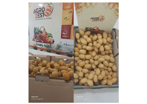 Barhi Dates Agrobest