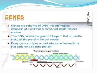 Gene Expression Pptx