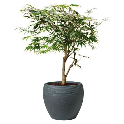 Scheurich Lineo Pflanztopf Außenmaß Ø X H 48 X 39 Cm Kunststoff