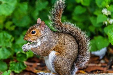What Can You Feed Squirrels In Your Backyard 10 Safe Options