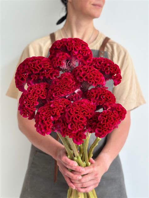 Red Cockscomb Rose Carnation Bouquet