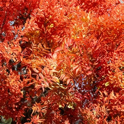 Chinese Pistache Tree Seeds 10 Pack Pistacia Chinensis Fast Growing