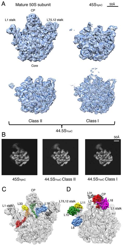 Cryo EM Maps Of The 45SYphC And 44 5SYsxC Ribosomal Particles A