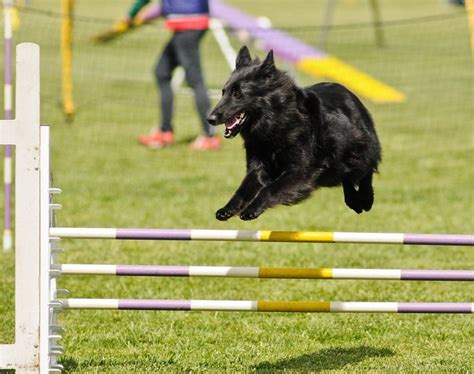 Agility Dog Training Best Dogs Working Dogs