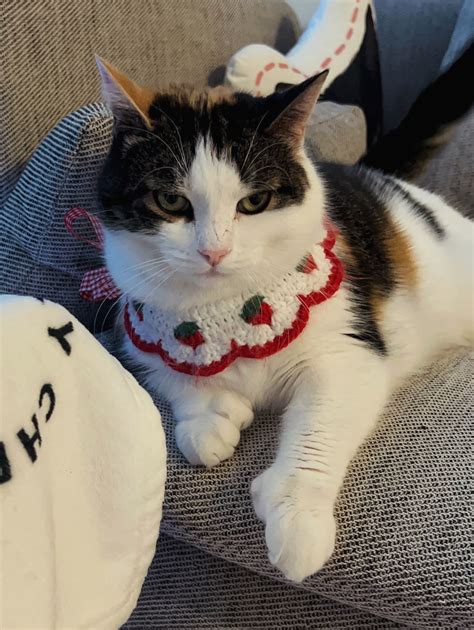 Eliethehallwaycat Added A New Photo Eliethehallwaycat