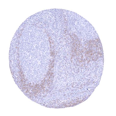 Normal Tissue Gallery Igd Ms Validated Antibodies