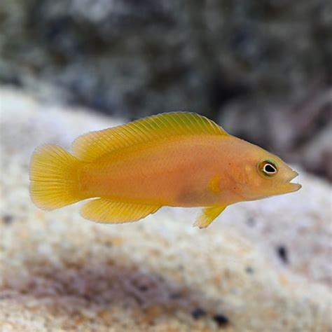 Pseudochromis Fuscus Yellow Dottyback