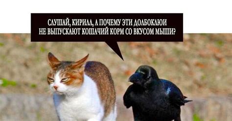Кошачий корм Пикабу
