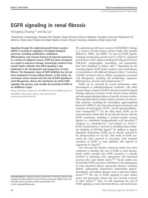 Pdf 40 Egfr Signaling In Renal Fibrosis Dokumentips