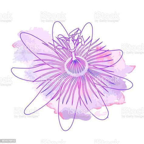 꽃 시계 덩굴 핑크 바이올렛 수채화 자리에서 시계의 손으로 그려진된 보라색 개요 꽃 고립 곡선 라인의 인쇄입니다 시계꽃속에 대한 스톡 벡터 아트 및 기타 이미지 Istock