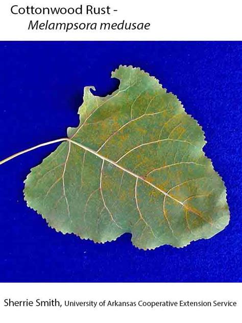 Plant Disease Database