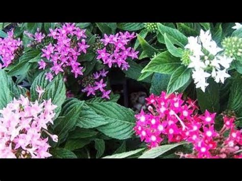 Nine Colours Pentas Plants Tips Care And Propagation Youtube