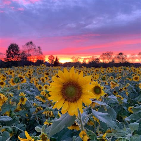 Libbys Pumpkin Patch Home