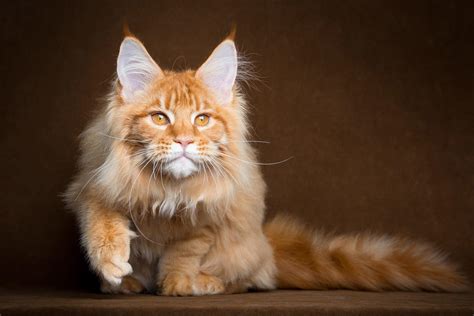 Maine Coon Wallpapers Wallpaper Cave