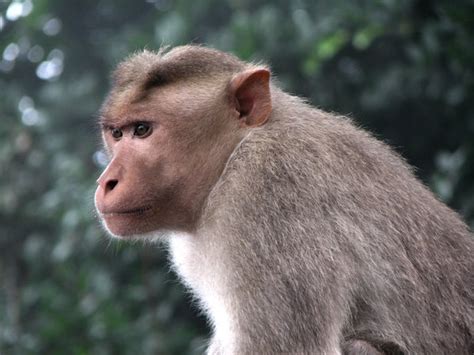 Free Stock Photos Rgbstock Free Stock Images Monkey Krayker