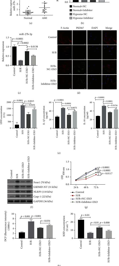 Exosomal Mir 27b 3p Derived From Hypoxic Cardiac Microvascular