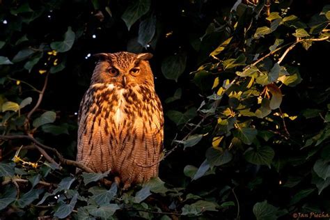 Eurasian Eagle Owl Bubo Bubo By Jan Piecha This Owl Nests On The