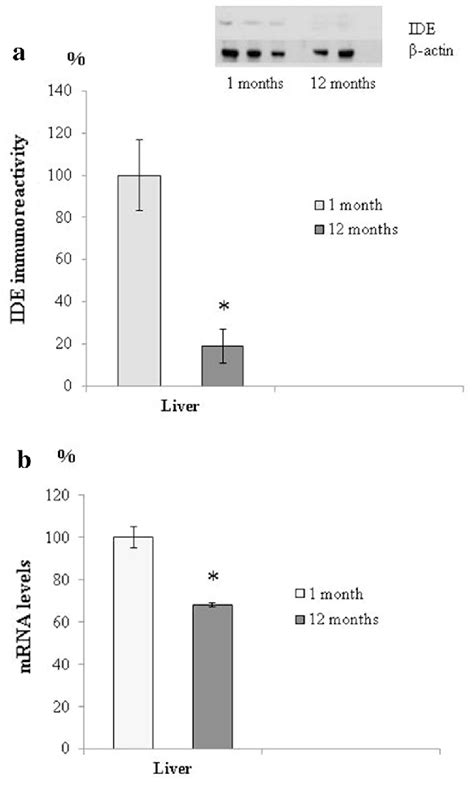 Levels Of Ide Expression In The Liver Of Young 1 Month And Old 12