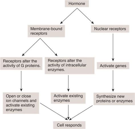 BIOL 320 Chapter 17 Flashcards Quizlet