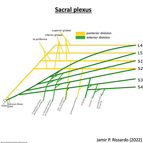 Sacral Plexus Mnemonic