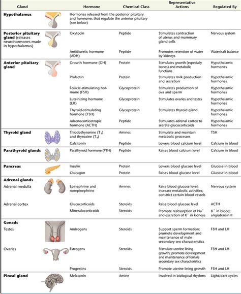 Hormones The Endocrine System