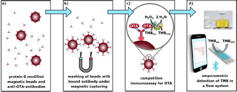 Schematic Illustration Of The Immunomagnetic Assay For Ota With