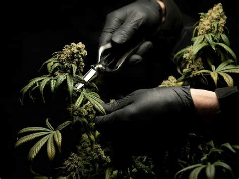Dri Seizes High Quality Ganja Worth Rs 5 Crore At Mumbai Airport