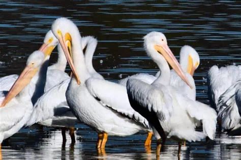 19 Birds With Big Beaks Facts And Pictures