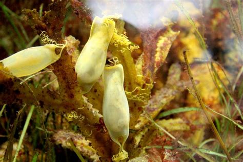 Do Sharks Lay Eggs Facts On Shark Eggs And Mermaids Purses