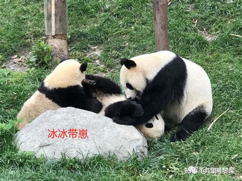 在四川看大熊猫（二）卧龙篇（全球最佳） 知乎