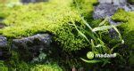 Difference Between Algae And Plants Biomadam