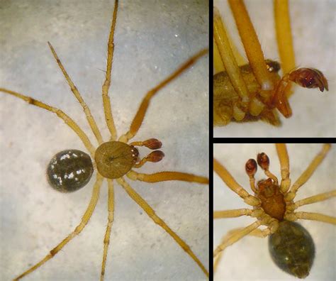 Datei Achaearanea Simulans 1024  Wiki Der Arachnologischen