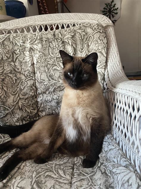 My Pretty Arty Bean🤍 R Catpics