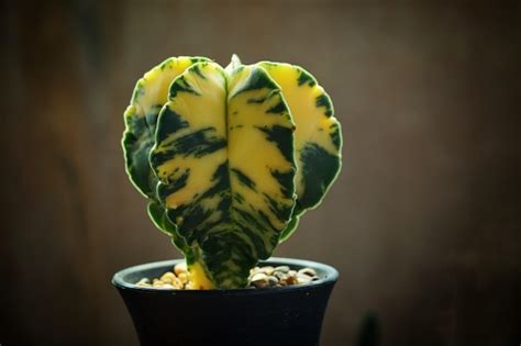 Variegated 선인장의 정물 사진 테이블에 선인장의 냄비 집에서 장식을위한 즙이 많은 냄비 식물 스튜디오에서 촬영 선택적