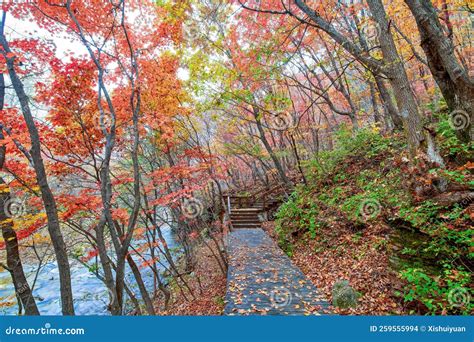 The Wooden Trestle And Autumn Trees In Lao Bian Gou Scenic Spot Stock